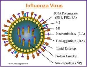 Influenza (Flu): Types, Symptoms, Prevention - We Care