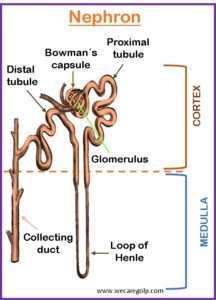 Anatomy of the Kidney - We Care